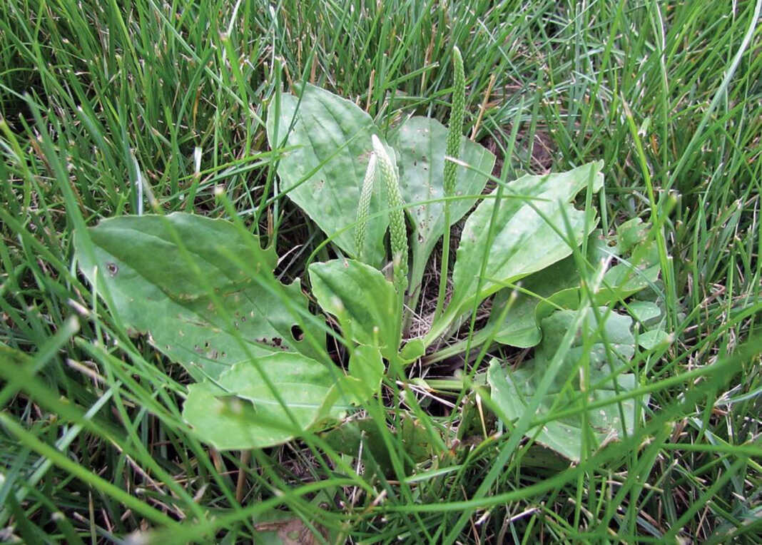 4 Different Methods of Controlling Weeds