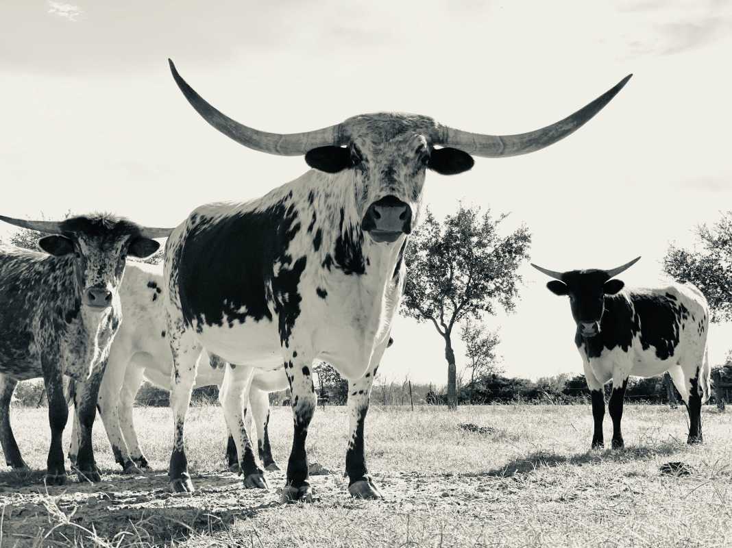 Guides: Breeds of Cattle - Local/Indigenous (Nigeria) and Exotic