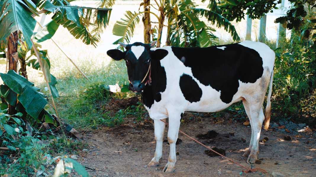 Guides: Breeds of Cattle - Local/Indigenous (Nigeria) and Exotic