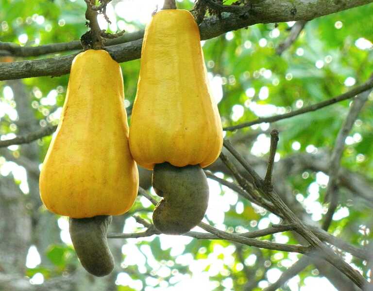 Guides on Growing Cashew Trees from Cultivation, Harvesting to Cashew ...