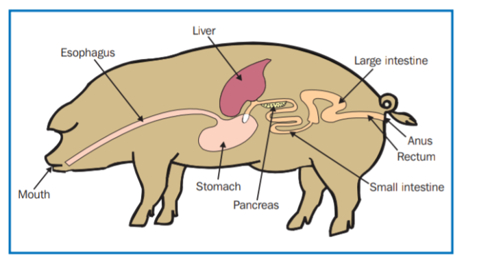 Types of Animals Digestive Systems