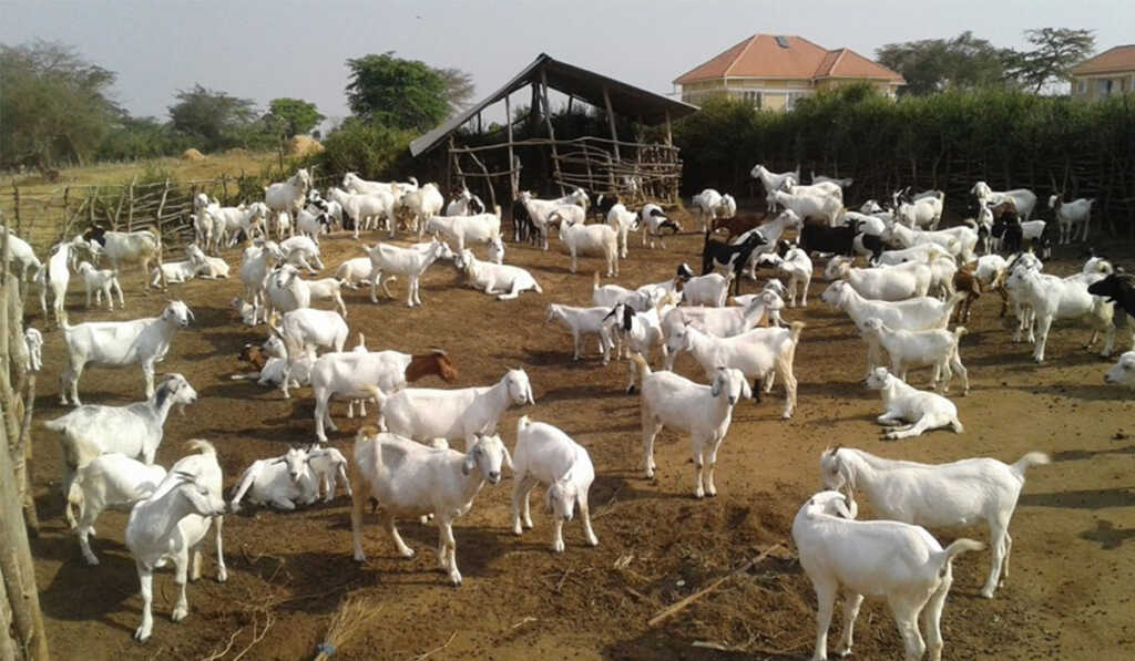 Benefits of Goat Farming and Tips for Successful Goat Management