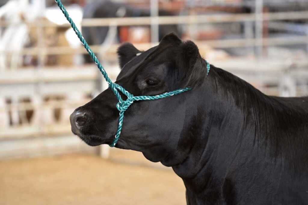 12 Restraining tools used in animals production and their uses