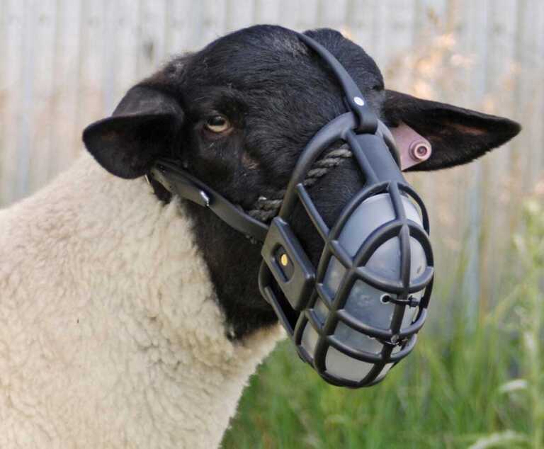 12 Restraining tools used in animals production and their uses